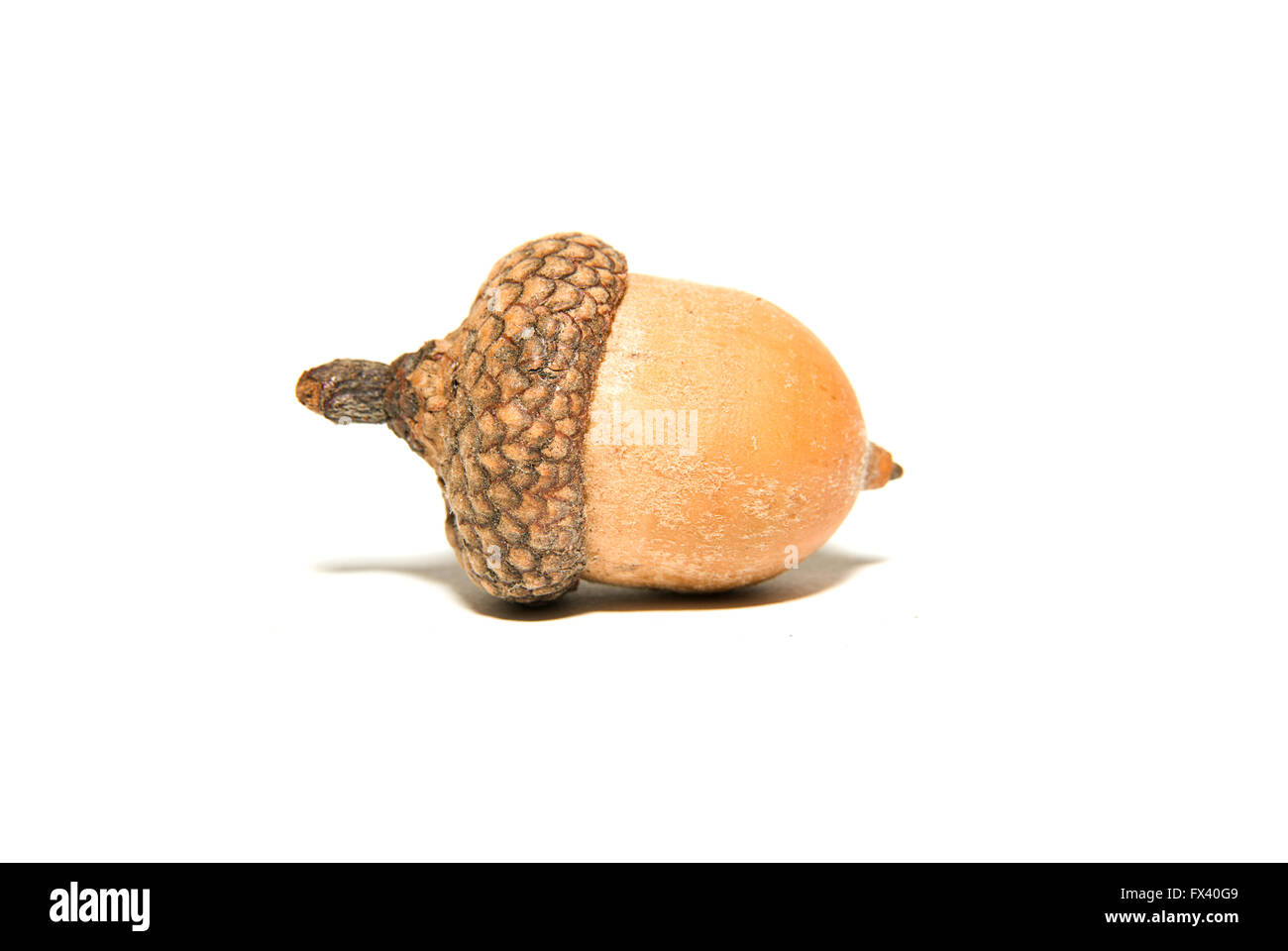 Brown white cap hi-res stock photography and images - Alamy