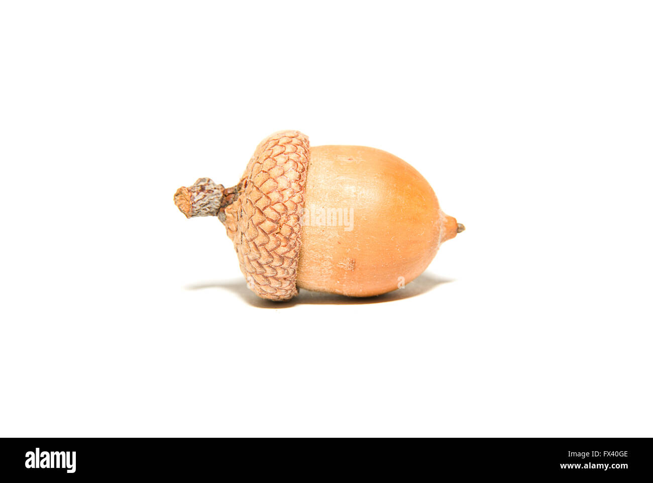 Acorn cap hi-res stock photography and images - Alamy