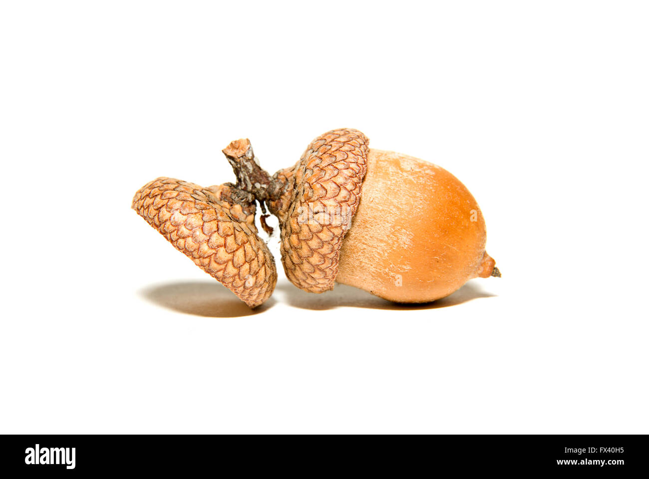 Acorn caps hi-res stock photography and images - Alamy