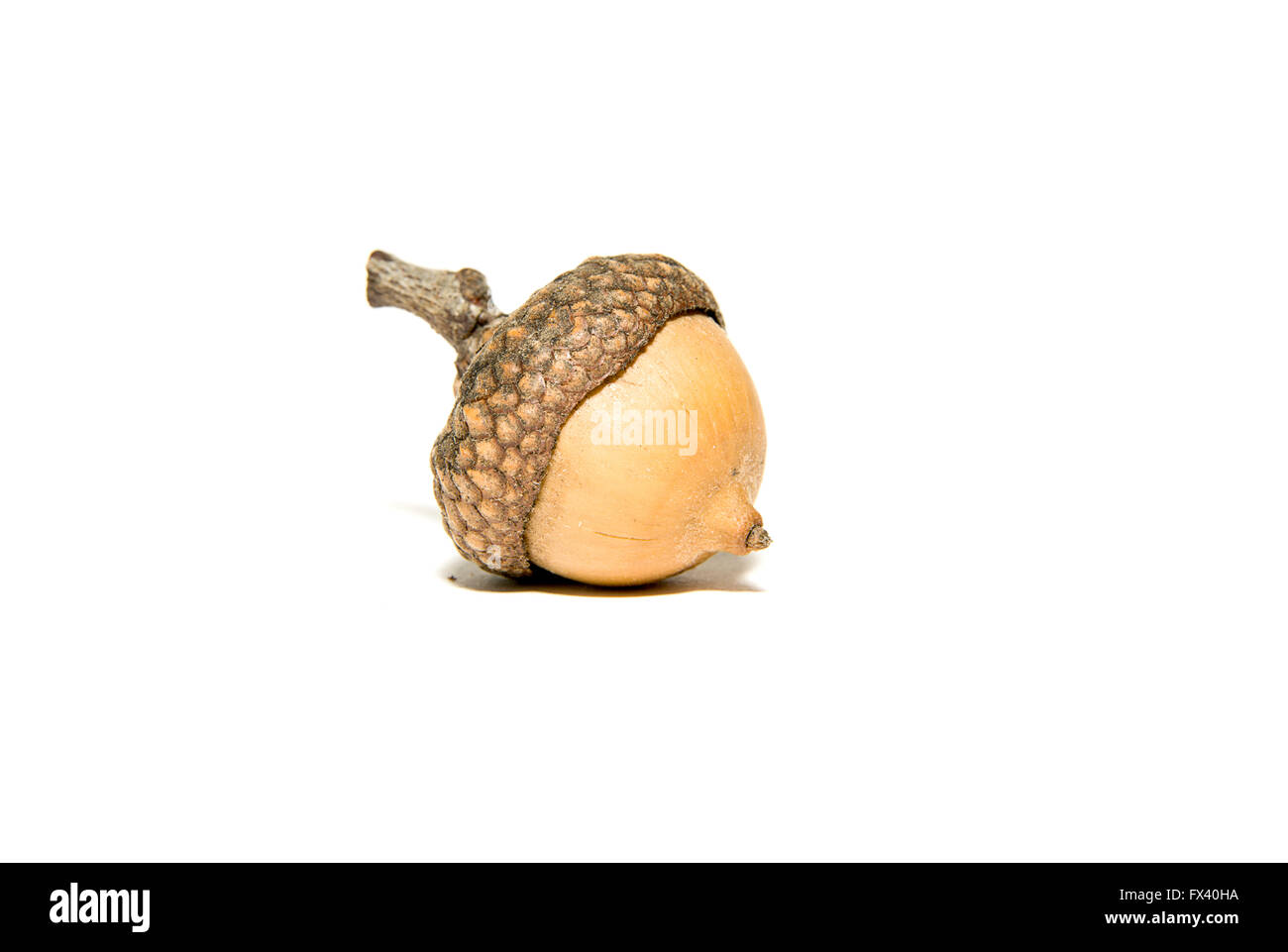 One brown acorn with cap on over white Stock Photo - Alamy