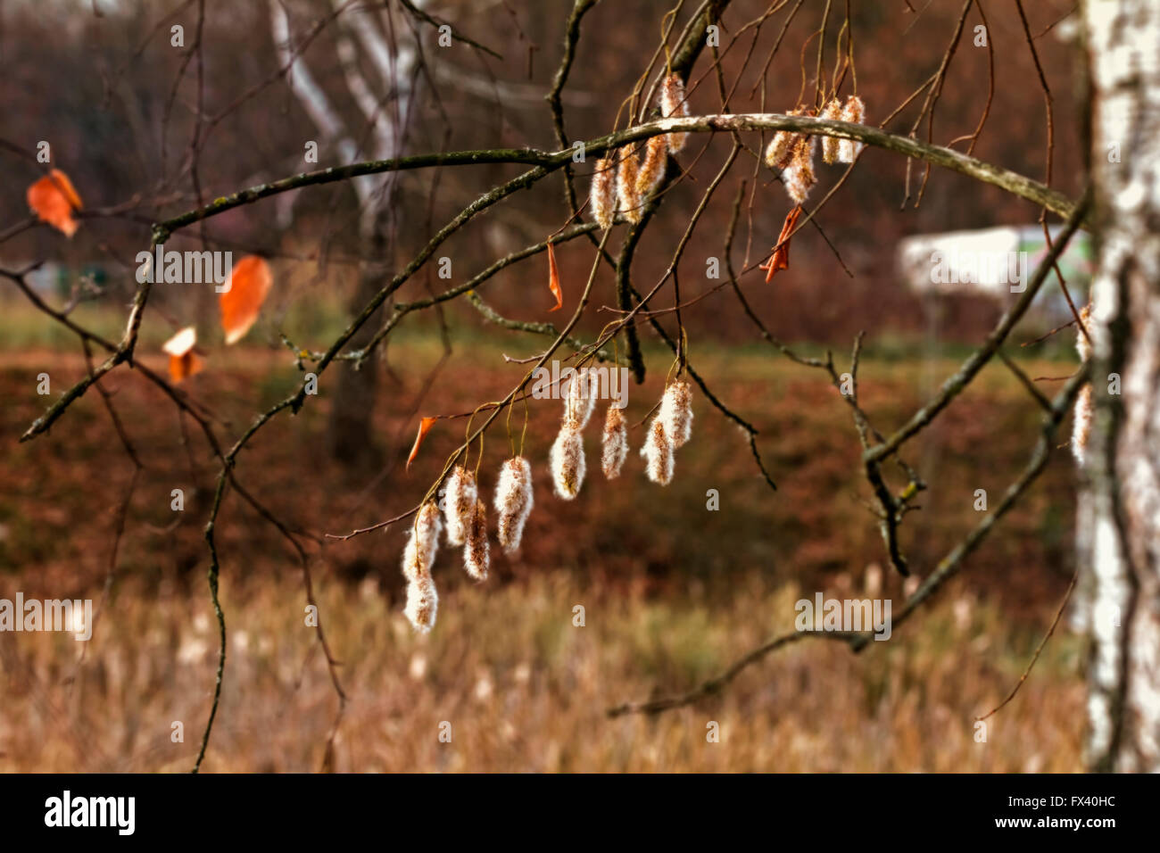 Nice fluffy white catkins of autumn tree at clear day Stock Photo - Alamy