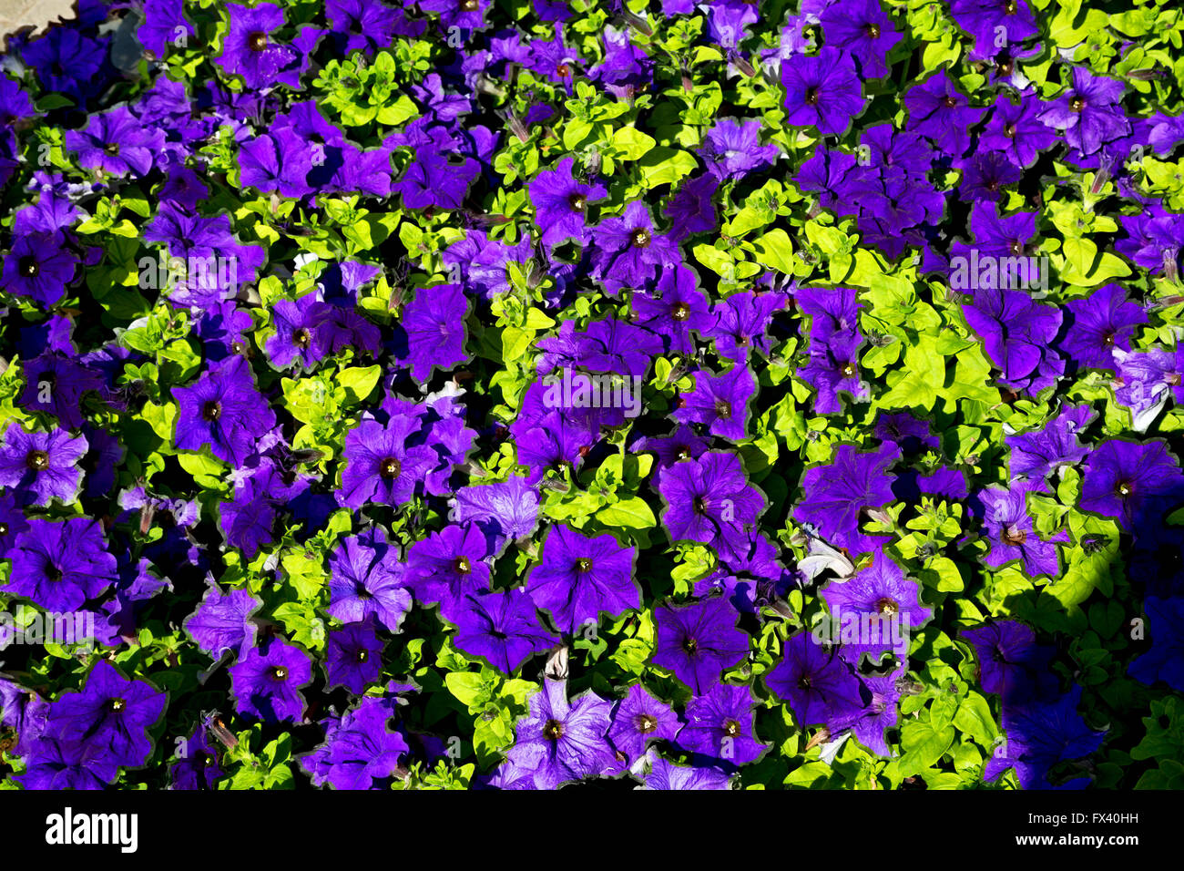 in the spring colors oman flowers and garden Stock Photo - Alamy