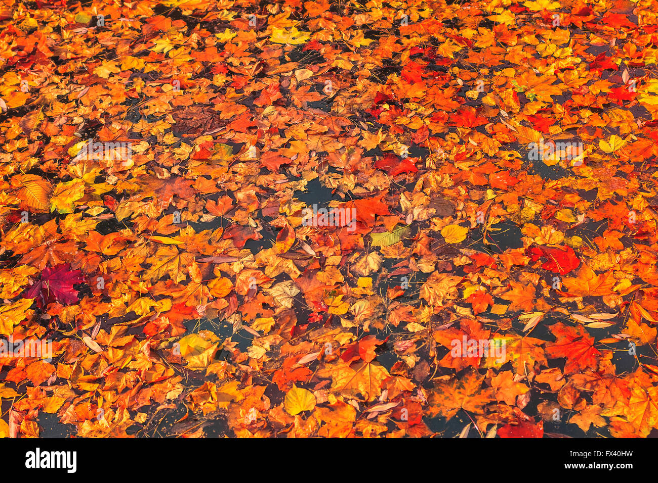 Orange carpet hi-res stock photography and images - Alamy
