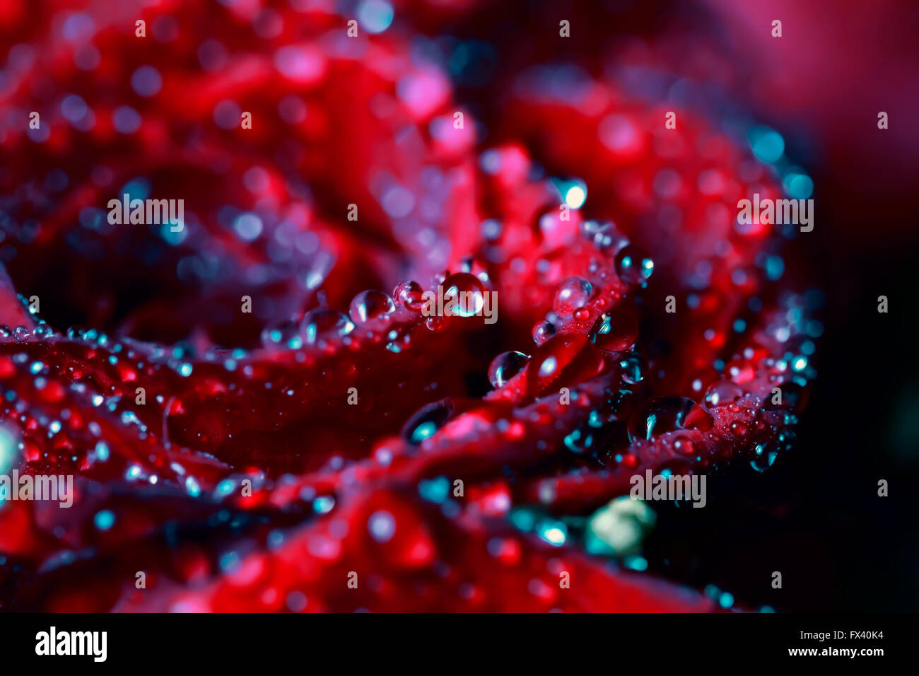 Large beauty red rose with water drops Stock Photo - Alamy