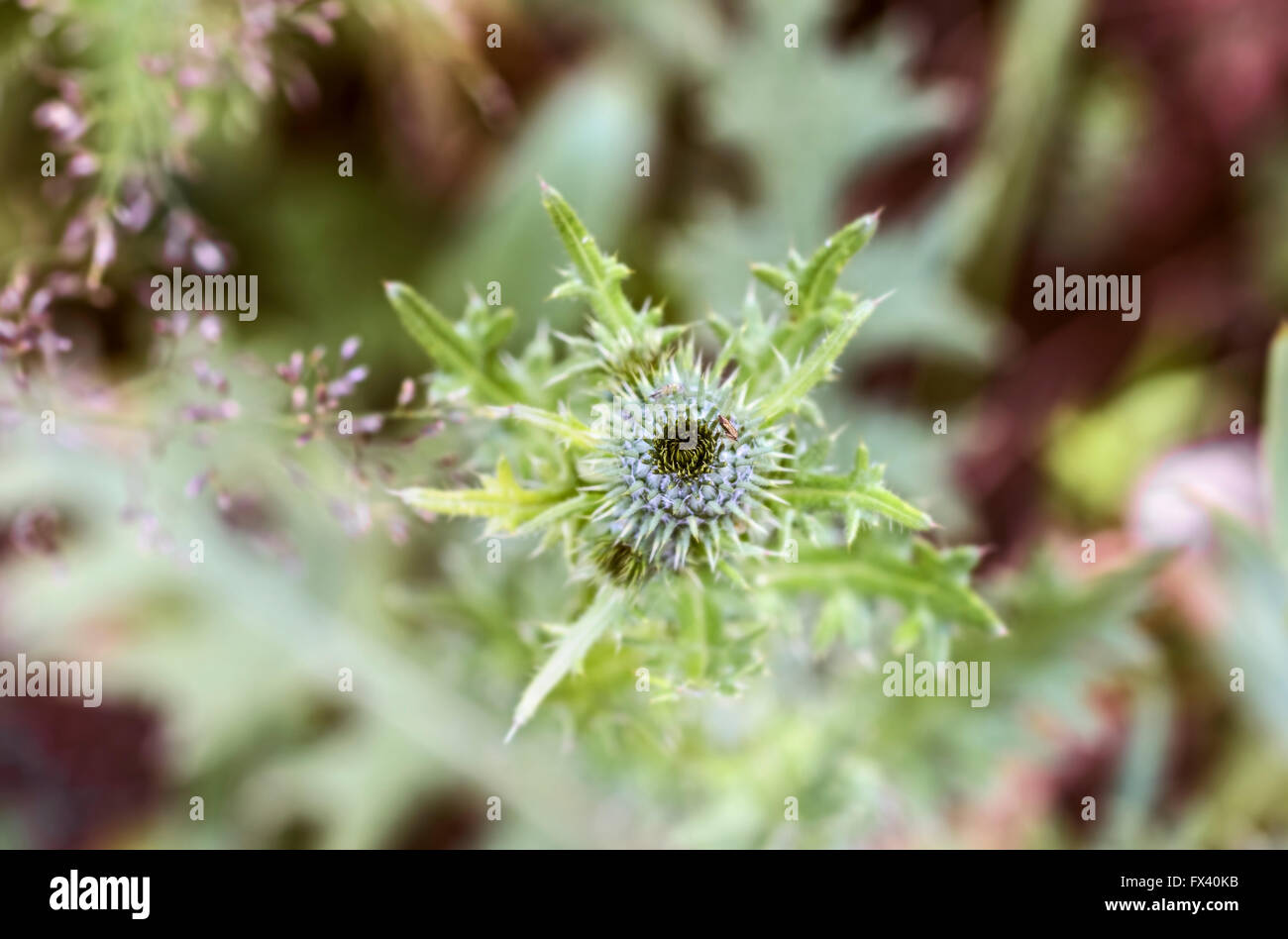 Bud of young green thistle, top view Stock Photo - Alamy