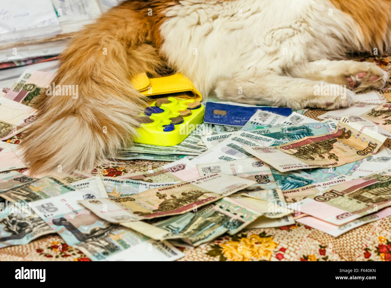 Under tail hi-res stock photography and images - Alamy