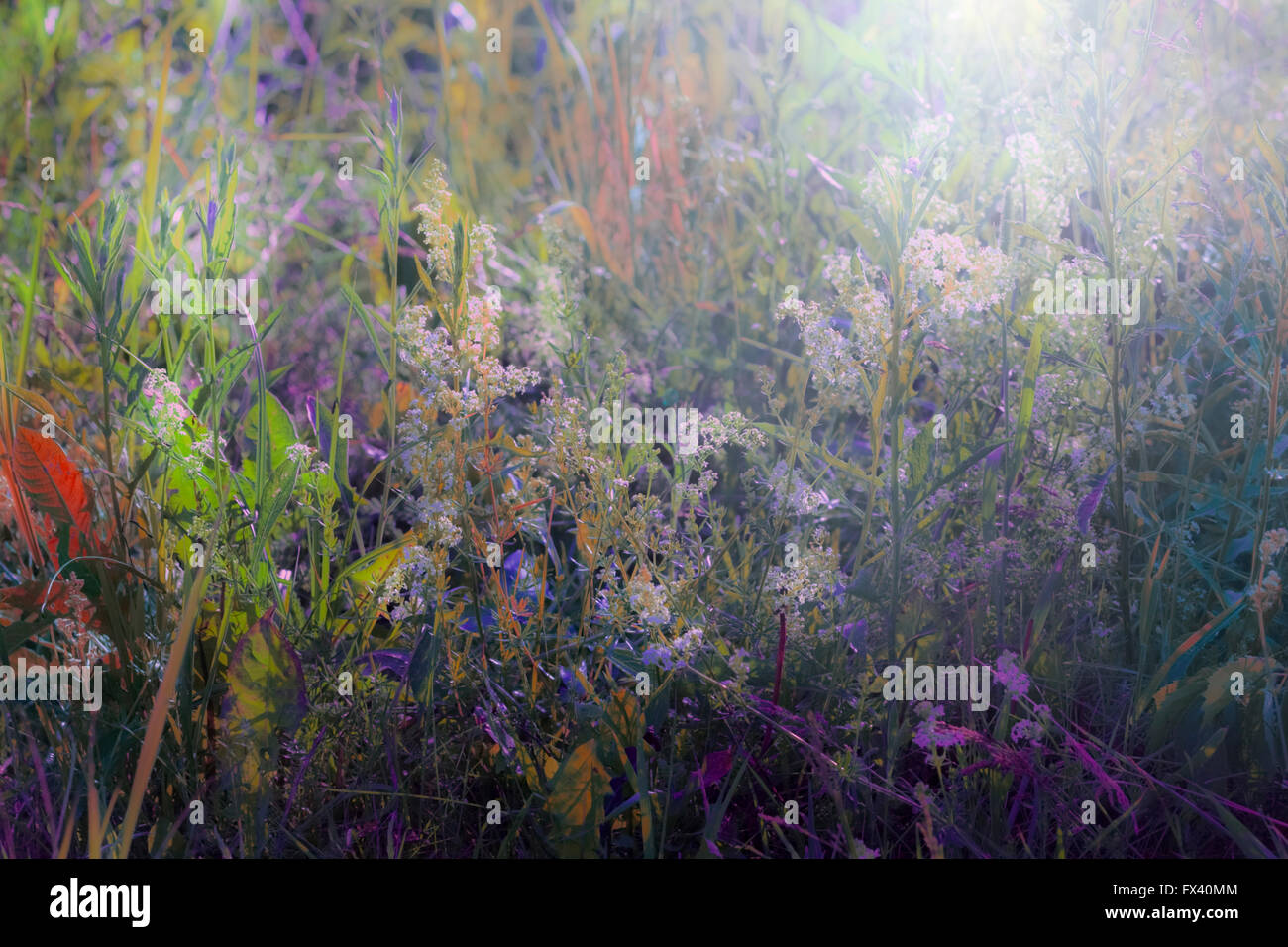 Beauty fabulous multi-colored field of different grass Stock Photo - Alamy