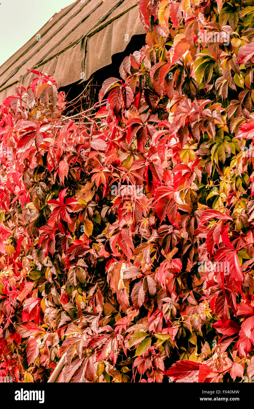 Native grape hi-res stock photography and images - Alamy