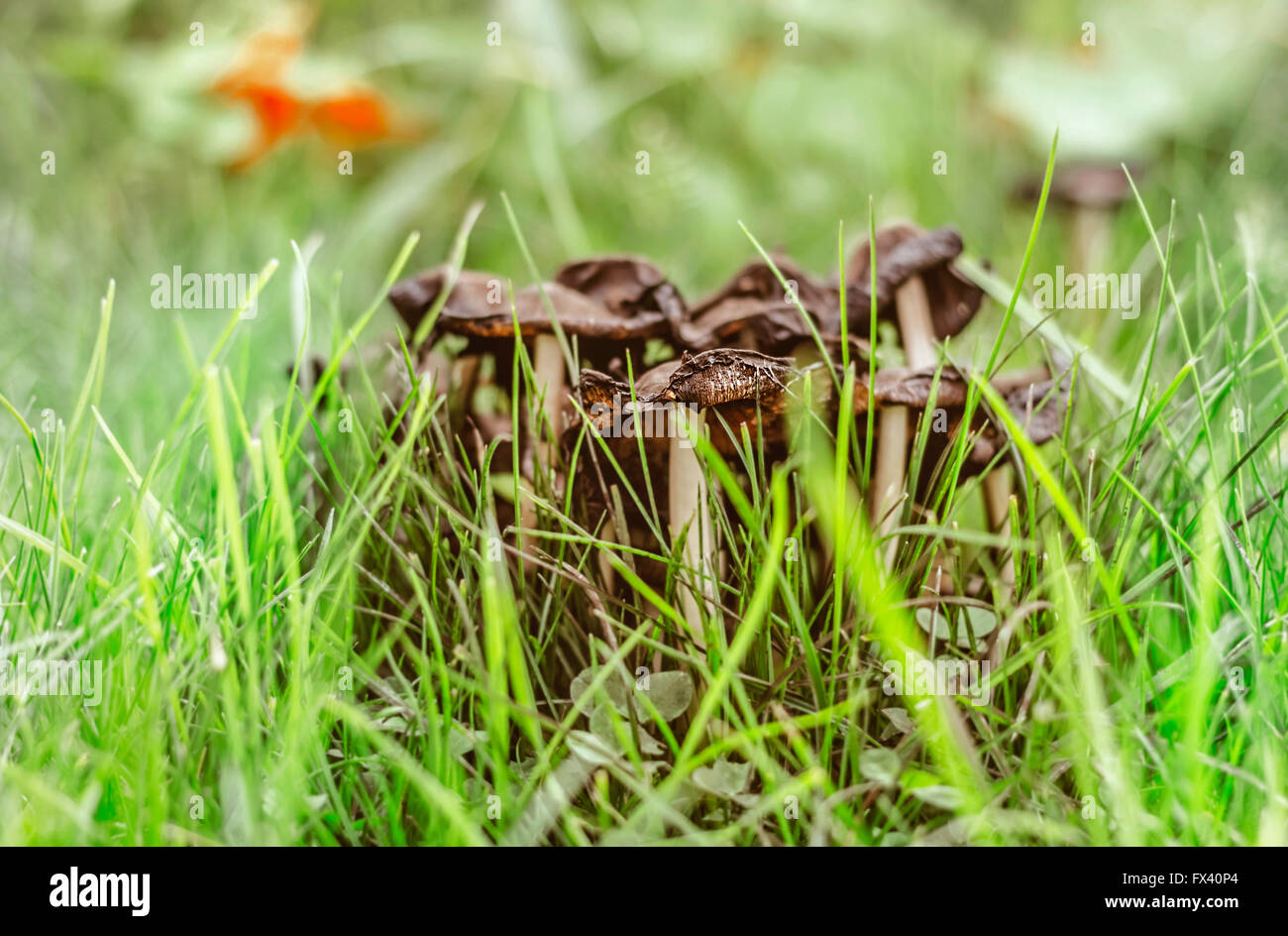 Beautiful toadstool in green grass at cloudy day Stock Photo - Alamy