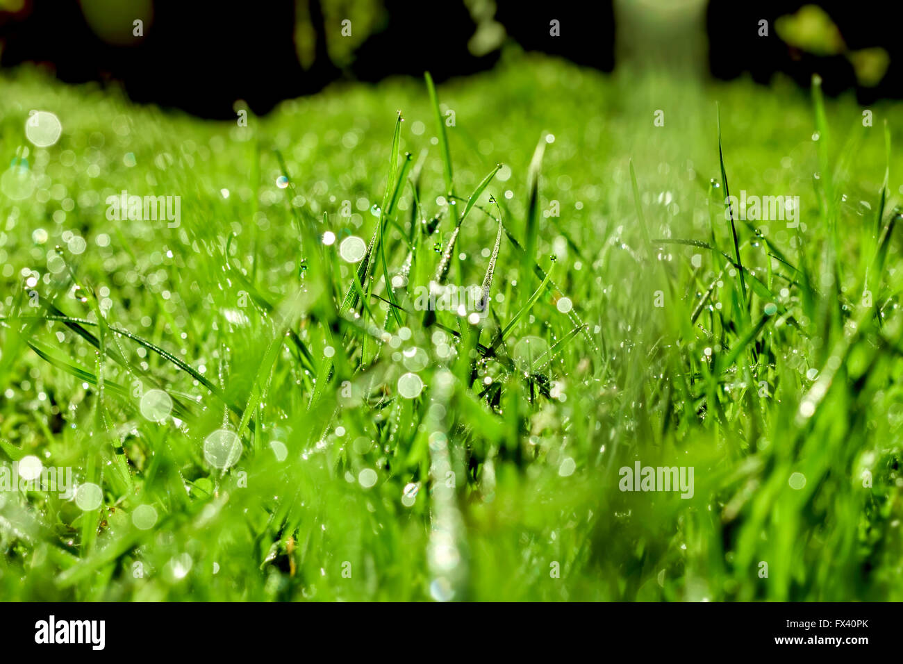 Saturated grass hi-res stock photography and images - Alamy
