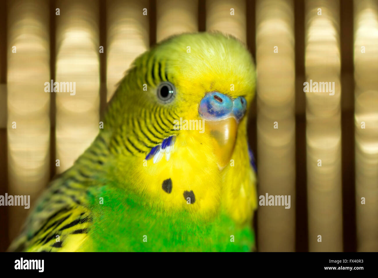Nice portrait of yellow-green pretty parrot on light background Stock ...