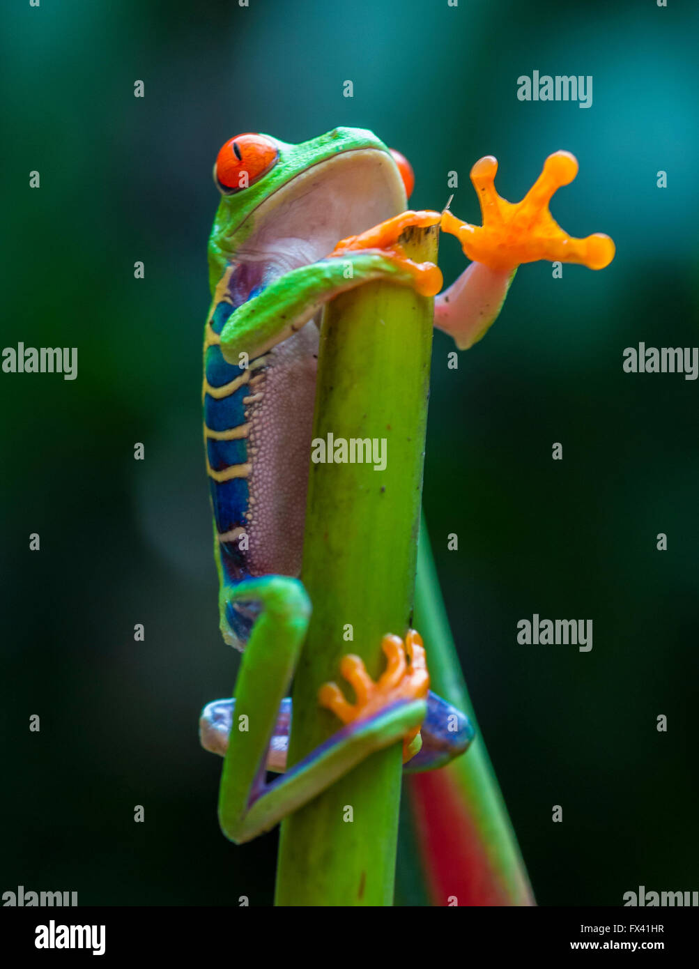 Red-Eyed Tree Frog in Costa Rican rain forest Stock Photo - Alamy