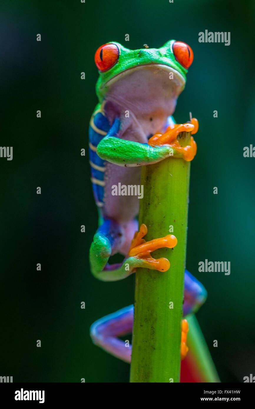 Red-Eyed Tree Frog in Costa Rican rain forest Stock Photo - Alamy