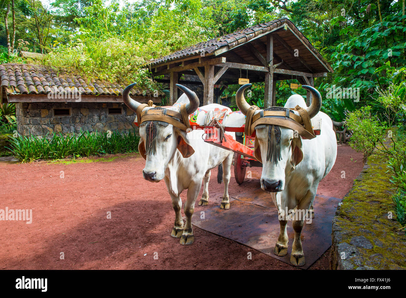 Costa Rican Ox towing a traditional coffee cart Stock Photo - Alamy