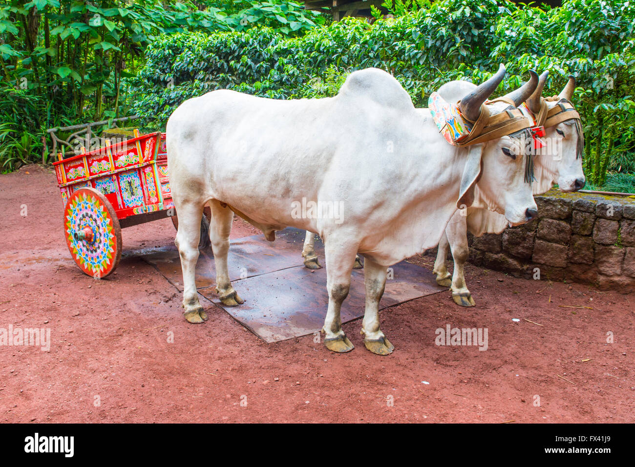 Costa Rican Ox towing a traditional coffee cart Stock Photo - Alamy