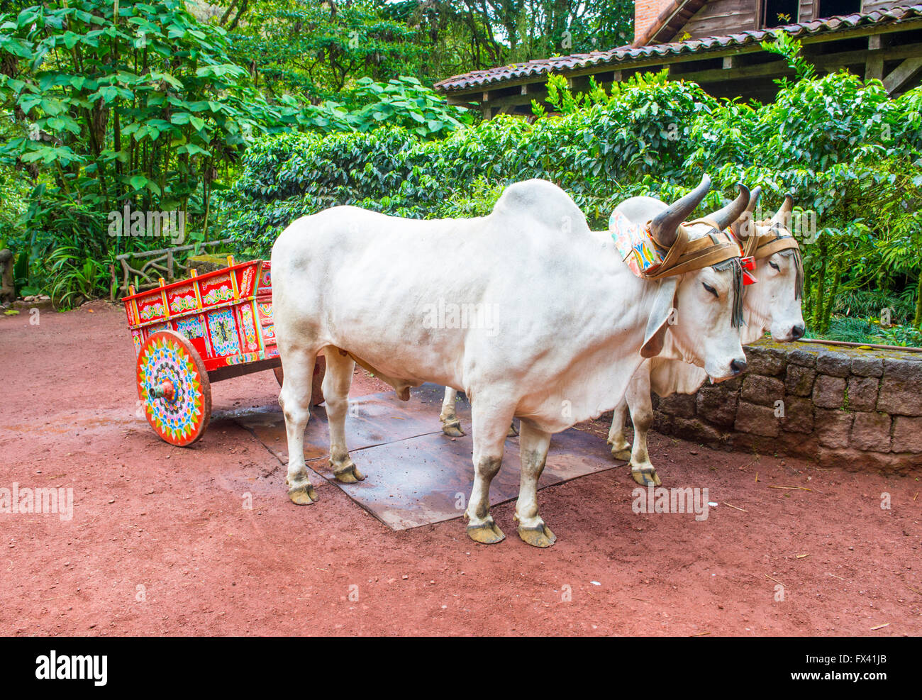 Costa Rican Ox towing a traditional coffee cart Stock Photo - Alamy