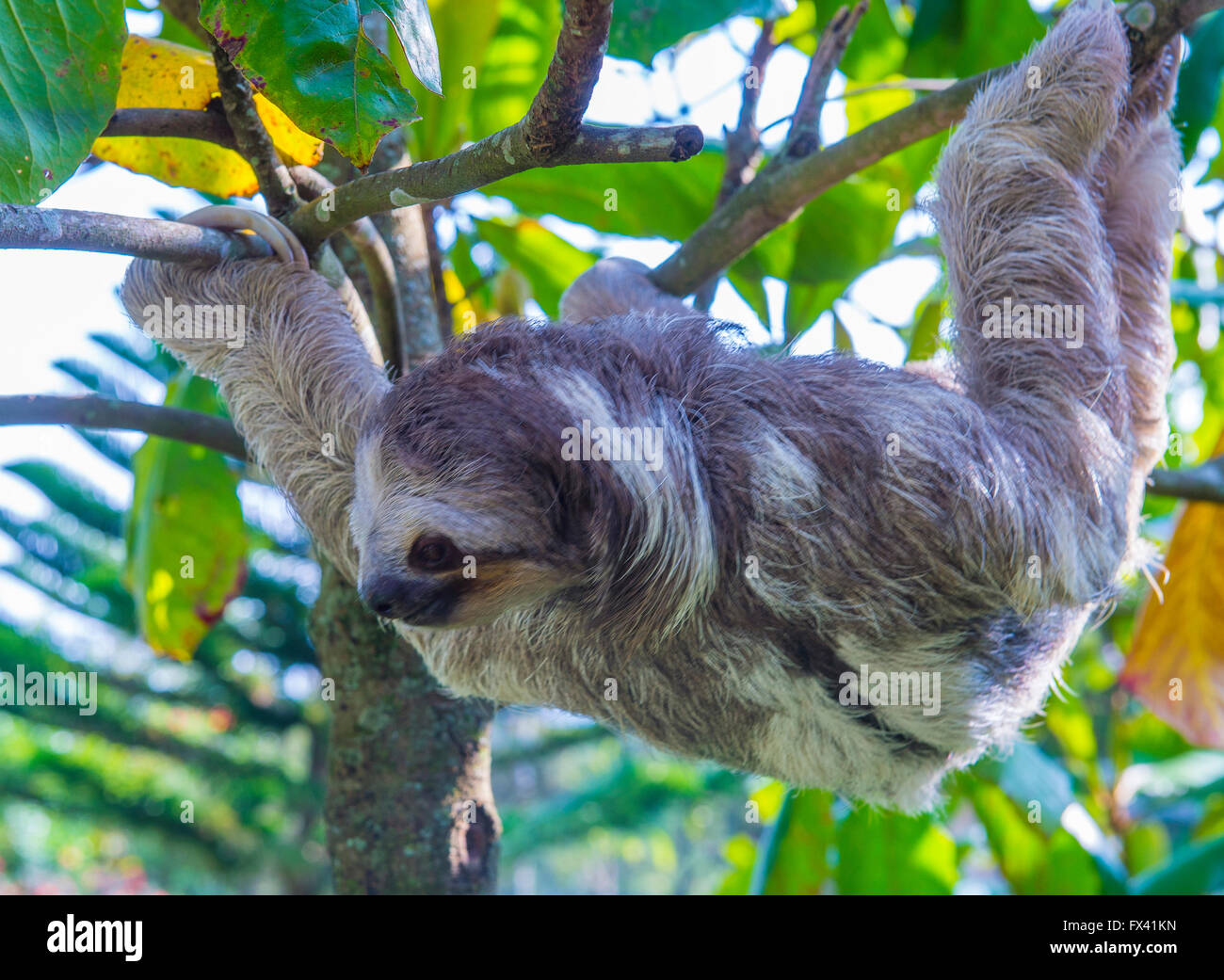 Sloth climbing a tree in Costa Rica rainforest Stock Photo - Alamy