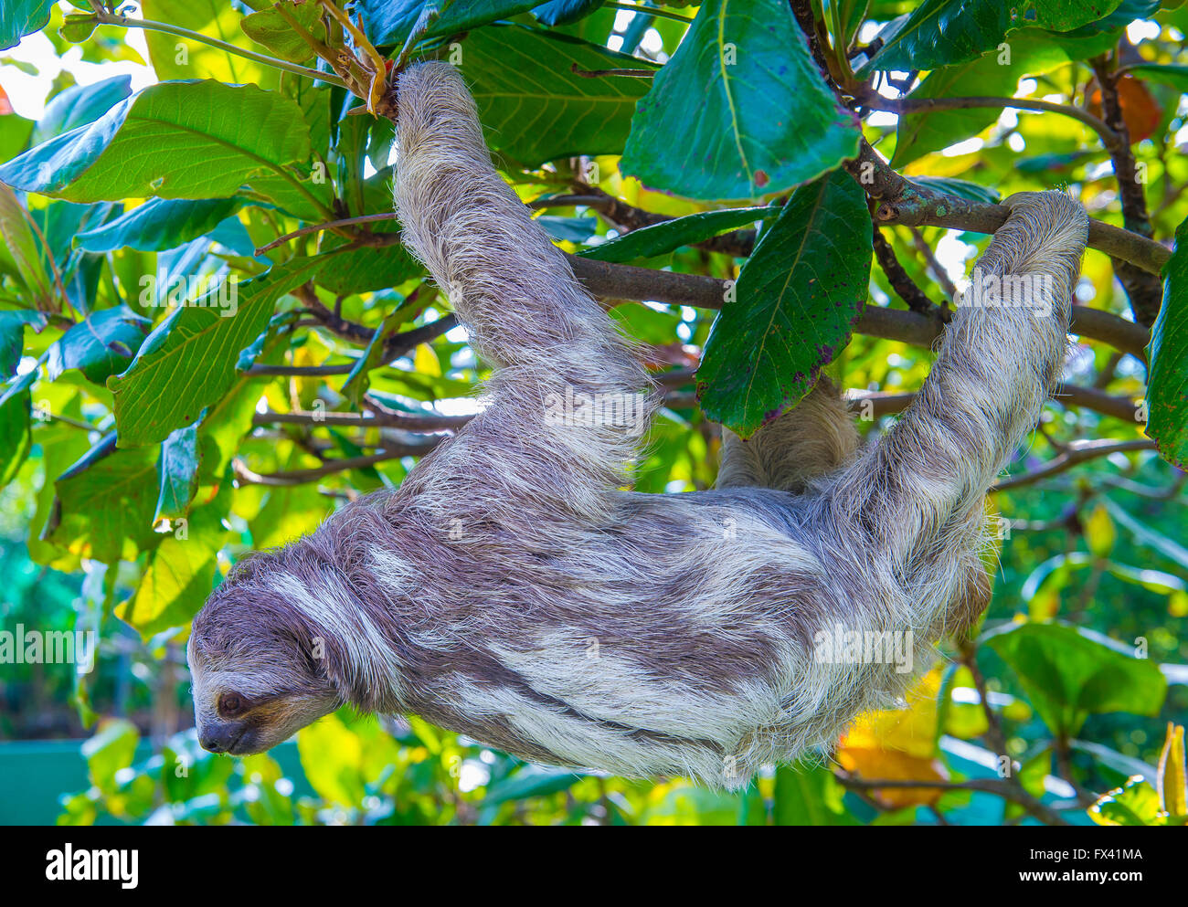 Sloth tree hi-res stock photography and images - Alamy