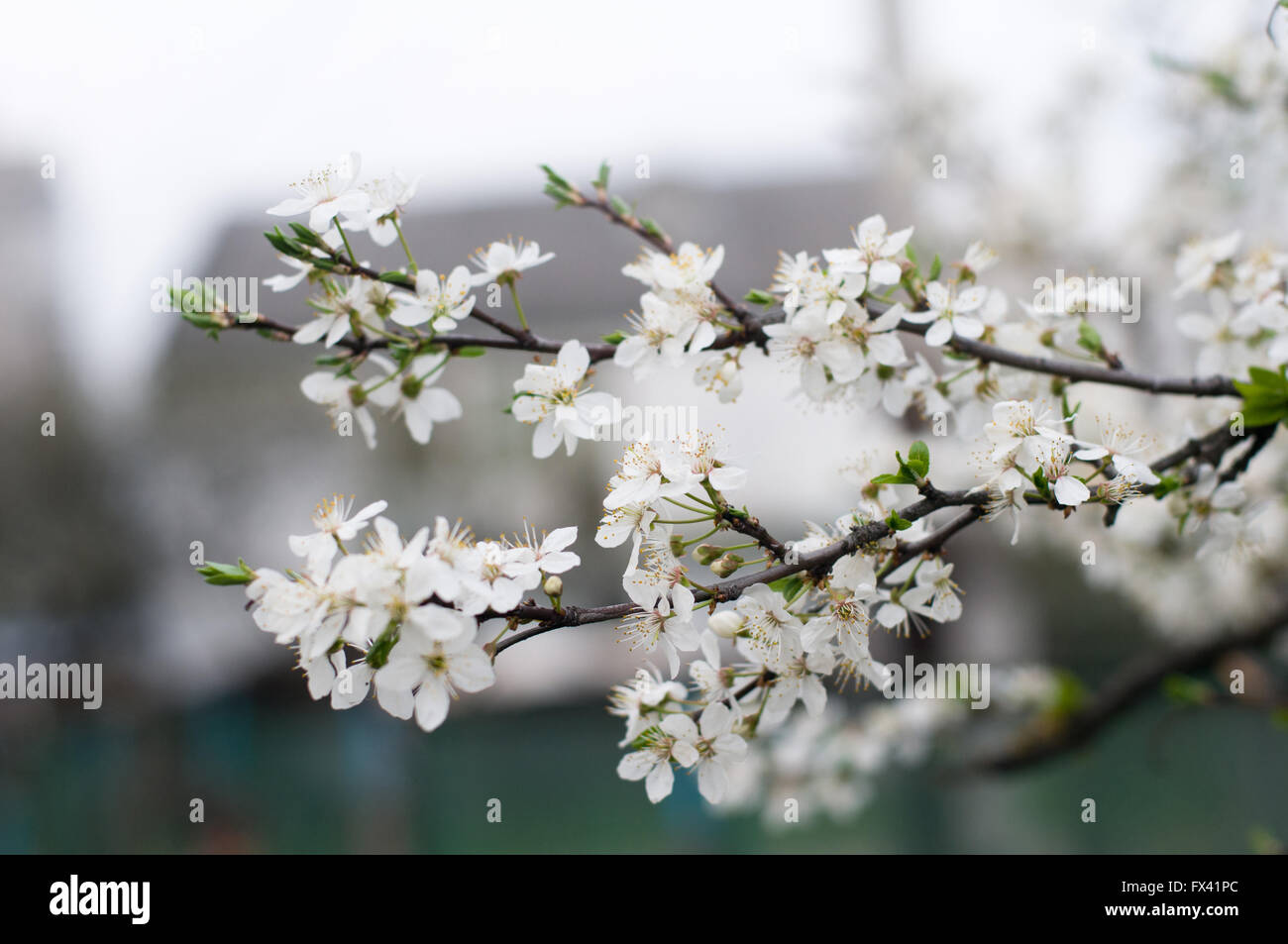 Blooming tree branch Stock Photo - Alamy
