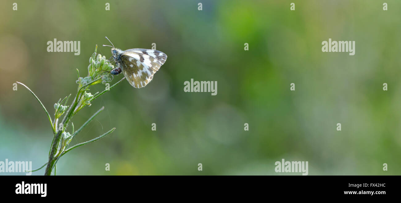 Castalius rosimon butterfly hi-res stock photography and images - Alamy