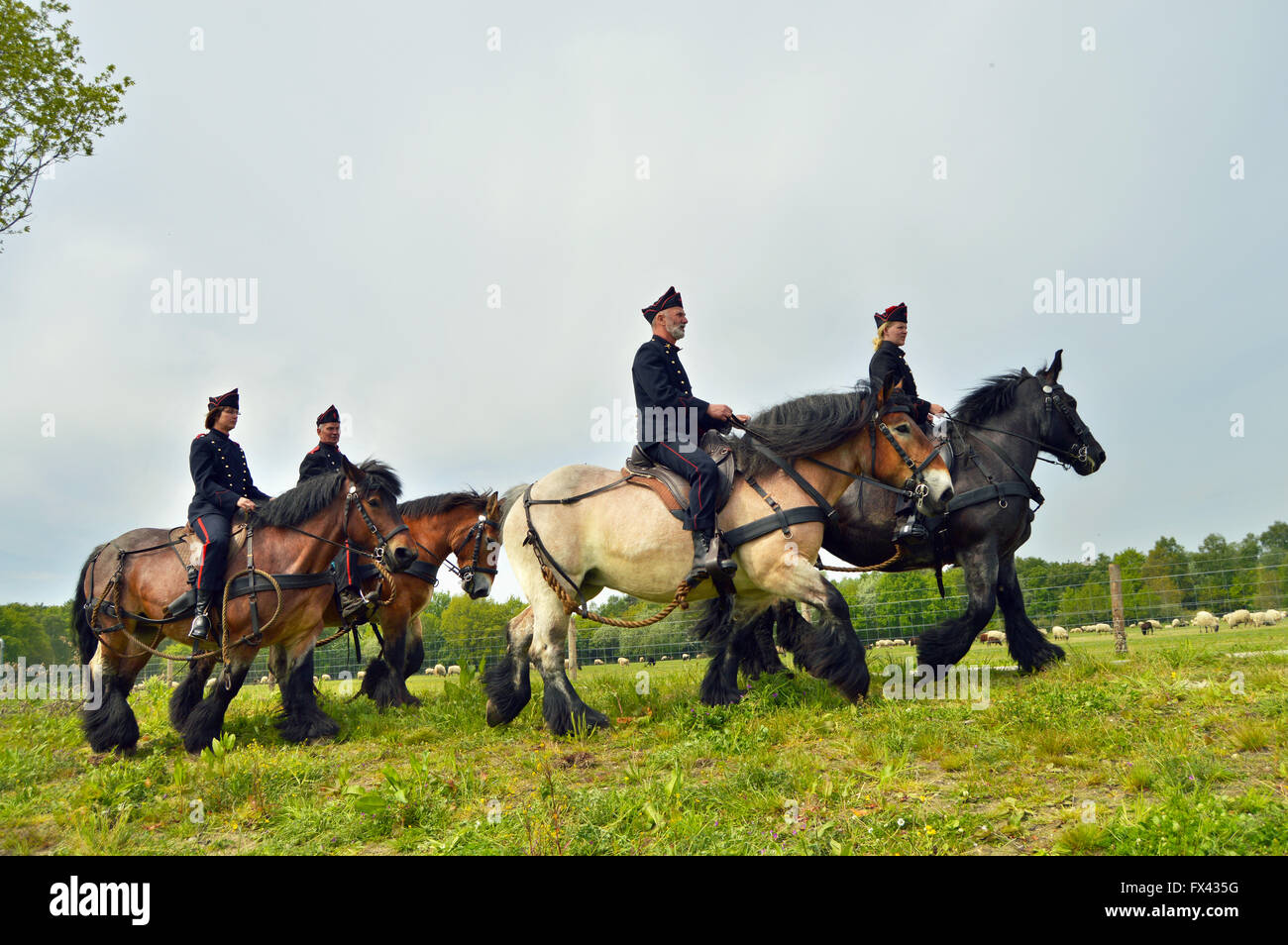 Belgian yearling stallion hi-res stock photography and images - Alamy