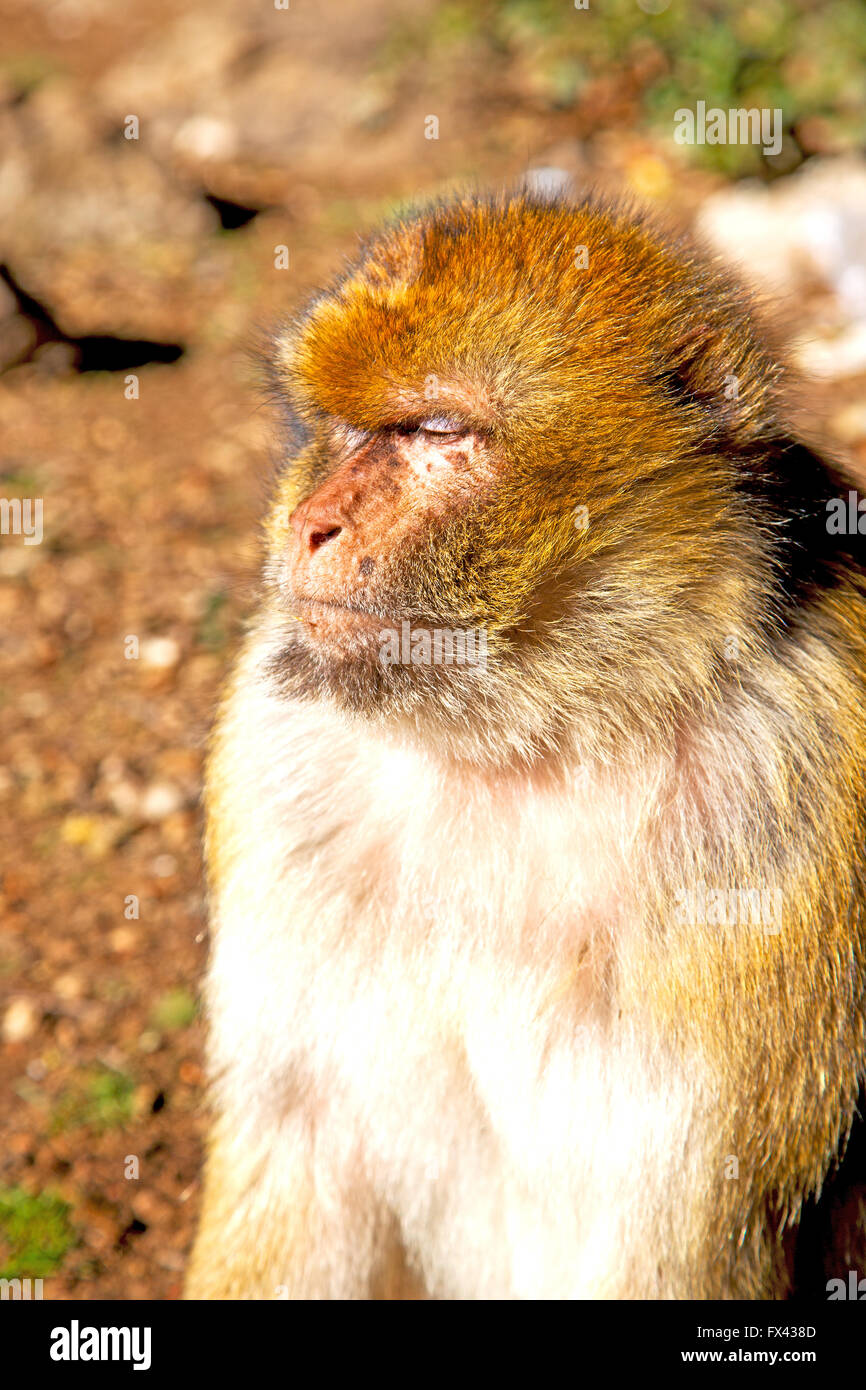 old monkey in africa morocco and natural background fauna close up ...