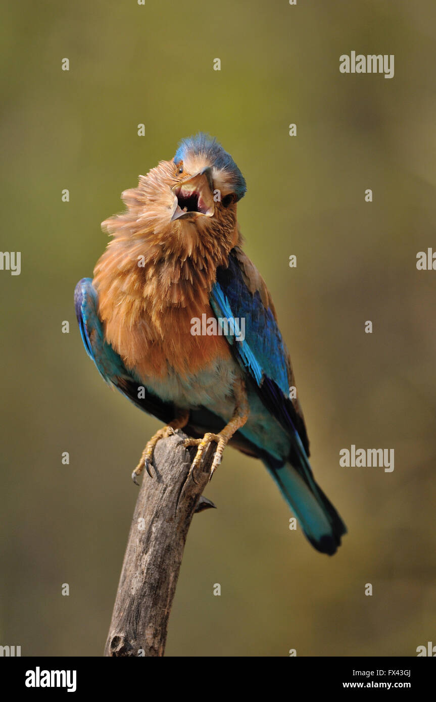 Indian Roller, Coracias benghalensis, on a tree perch in India Stock ...