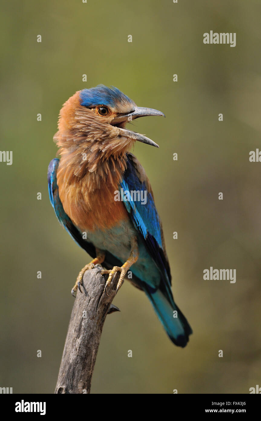 Perspiring hi-res stock photography and images - Alamy