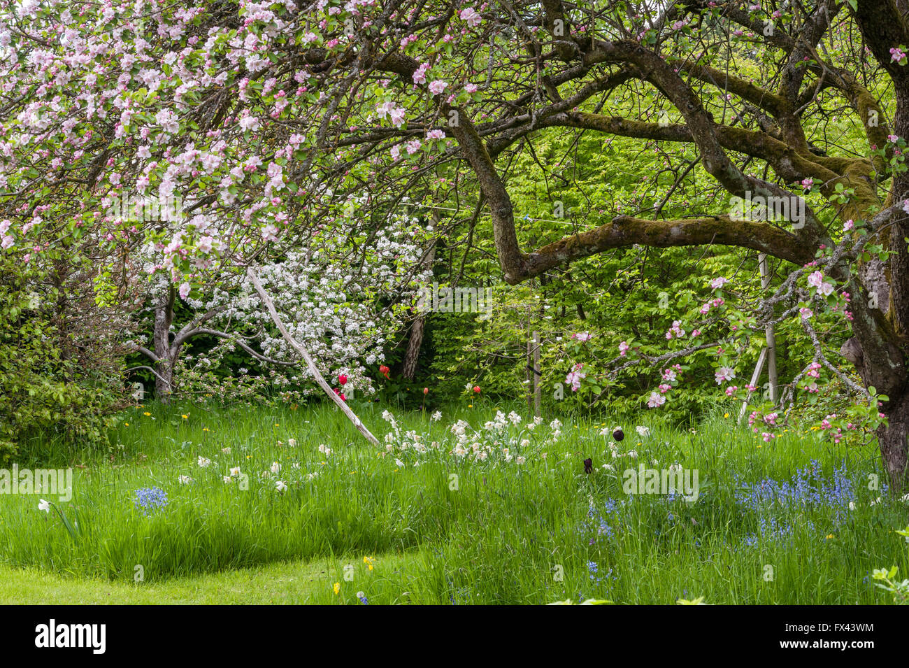 A typical English garden in springtime (May), with tulips, apple ...