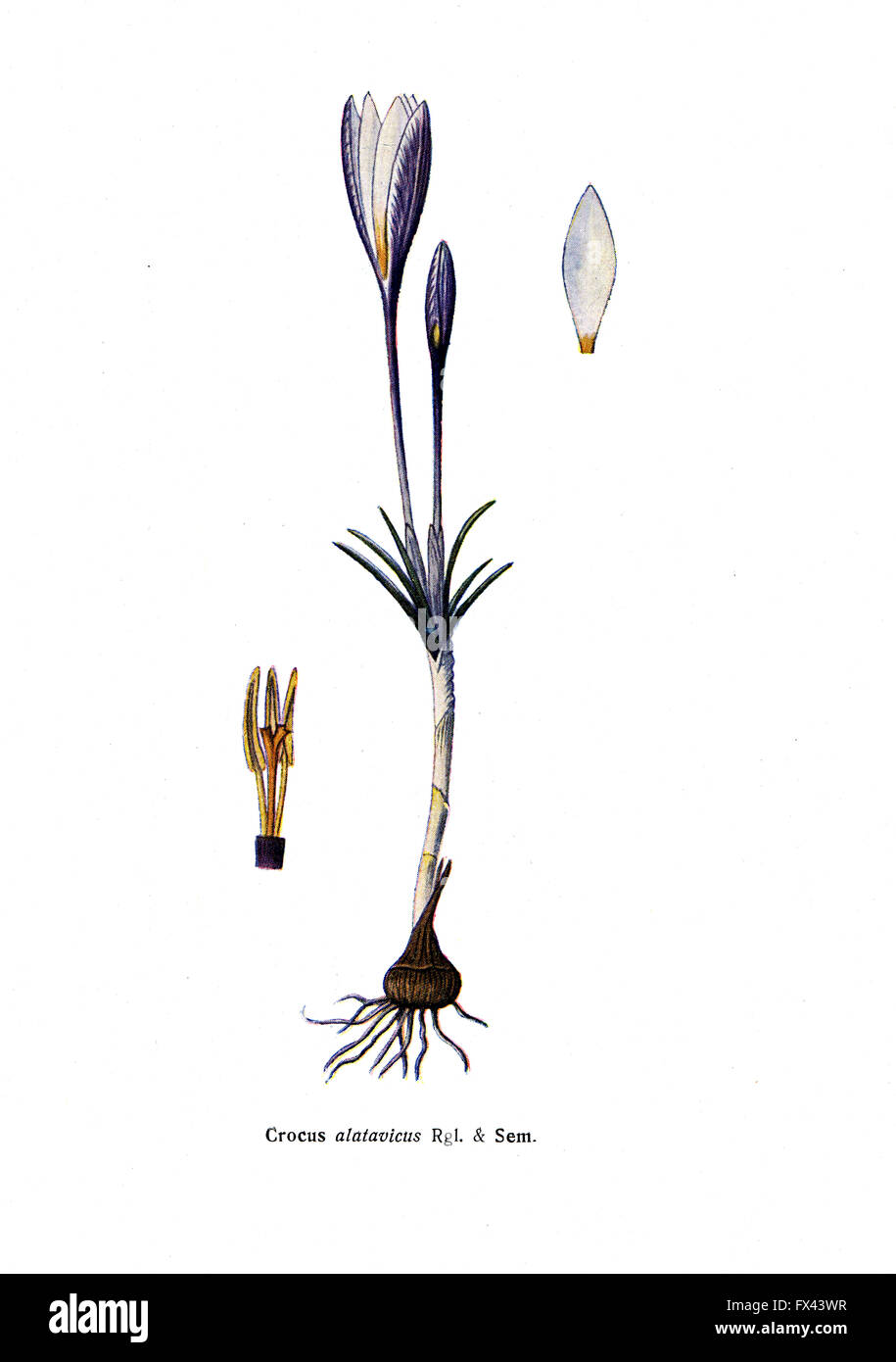 Crocus icon hi-res stock photography and images - Alamy