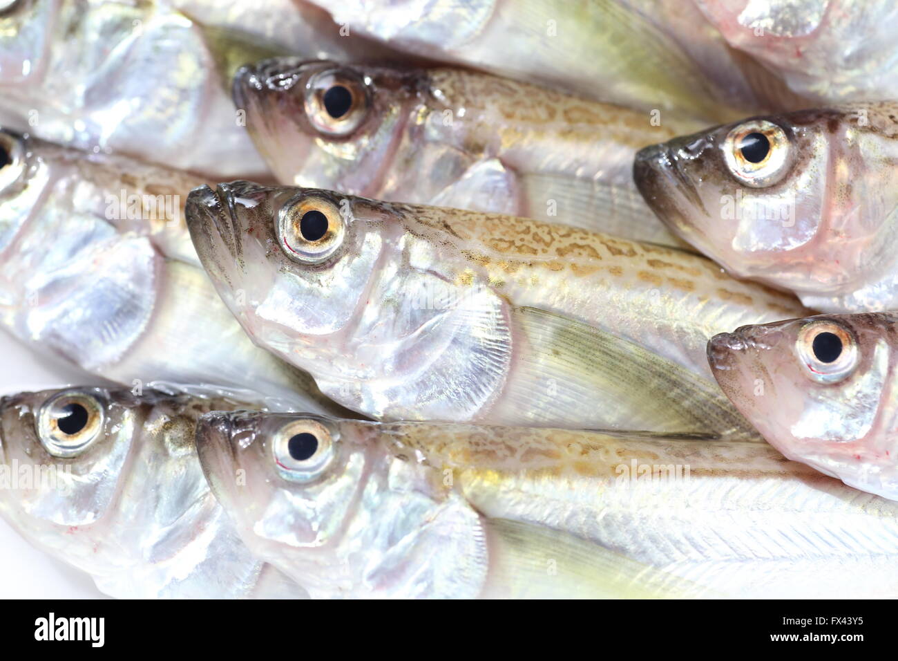 Sailfin sandfish (Arctoscopus japonicus) in Japan Stock Photo - Alamy