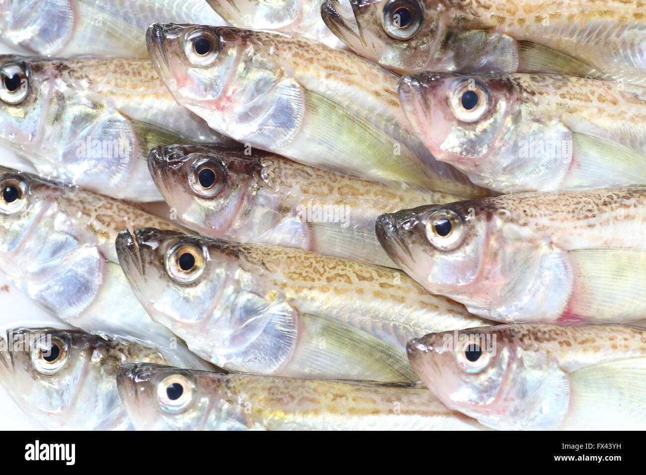 Sailfin sandfish (Arctoscopus japonicus) in Japan Stock Photo - Alamy