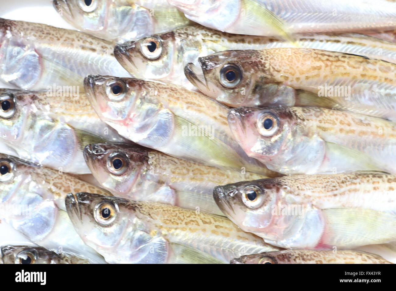 Sandfish hi-res stock photography and images - Alamy