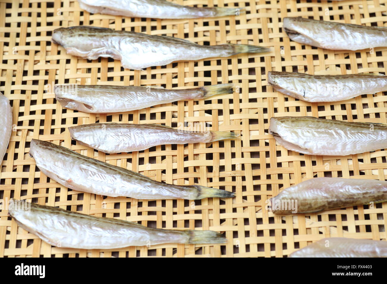 Sailfin sandfish (Arctoscopus japonicus) in Japan Stock Photo - Alamy