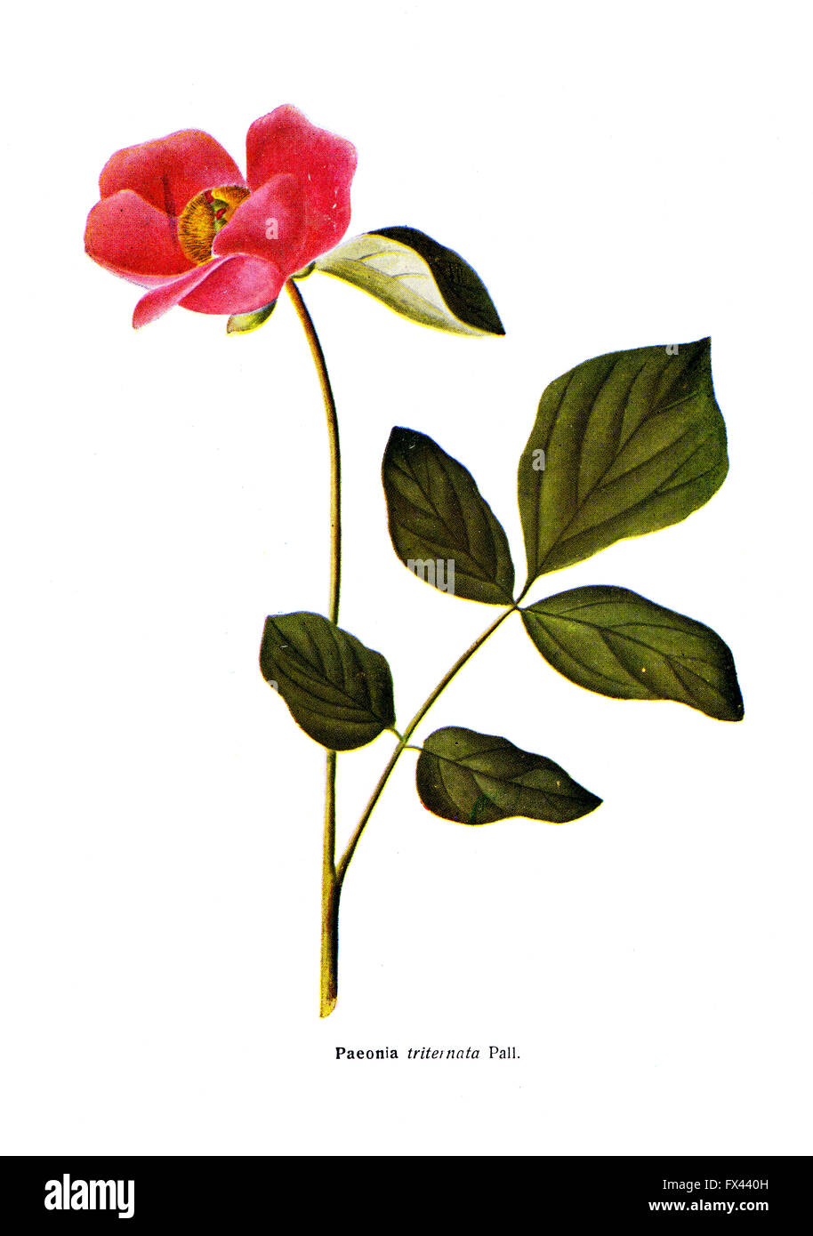 Paleonia triternata Pall - an illustration from the book "Species of ...