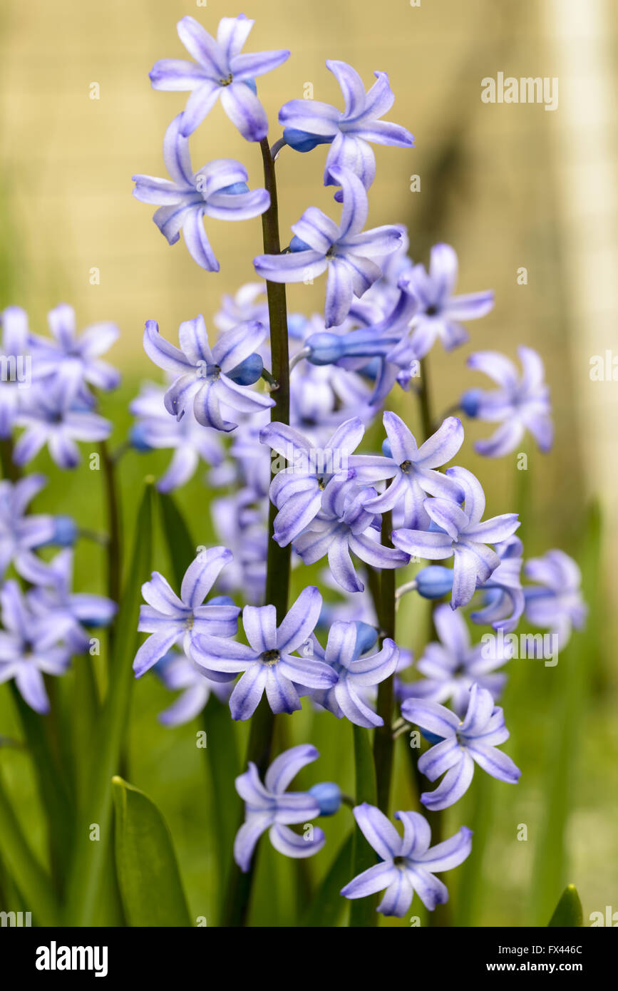 purple hyacinthus orientalis flower outdoor Stock Photo - Alamy