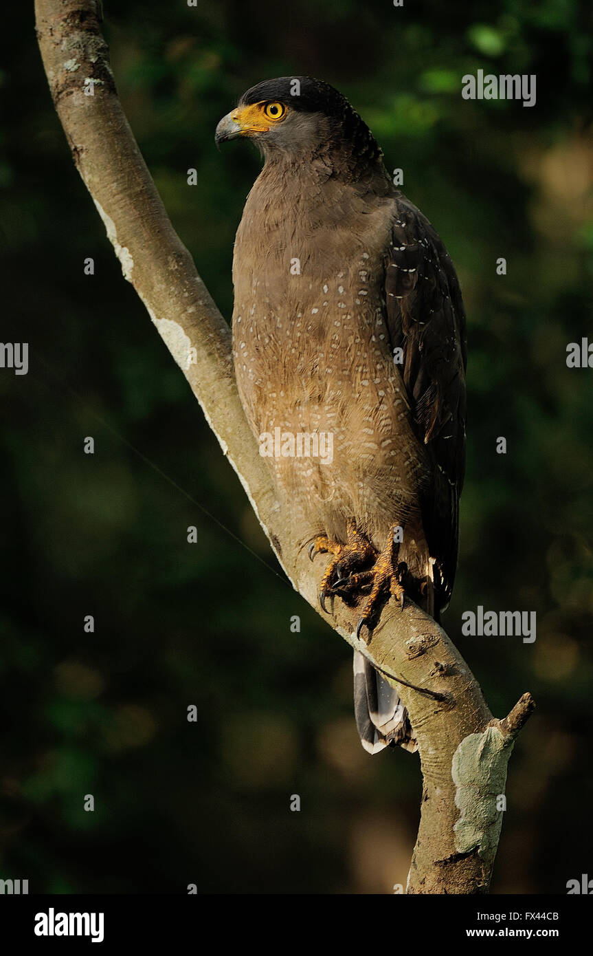 India bird hi-res stock photography and images - Alamy