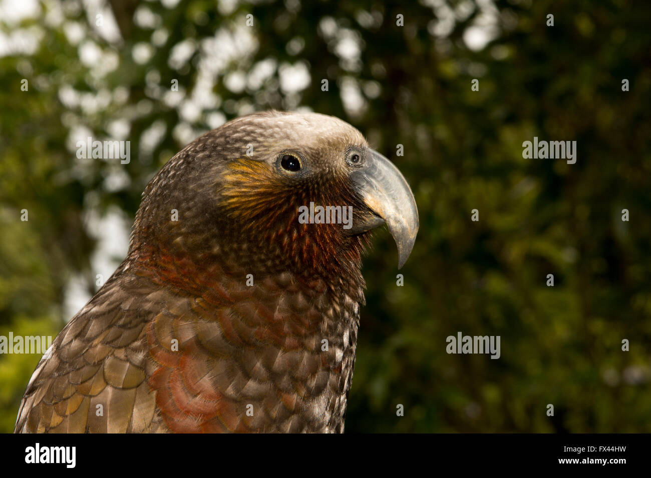 Nestor papagei hi-res stock photography and images - Alamy