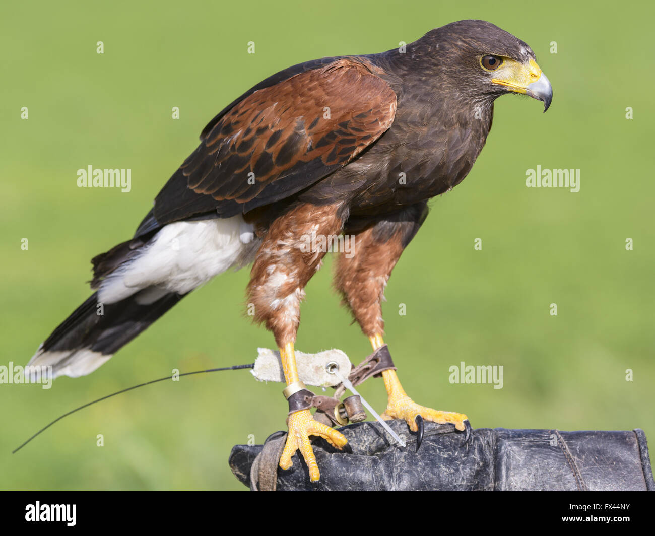 Harris hawk hunting hi-res stock photography and images - Alamy