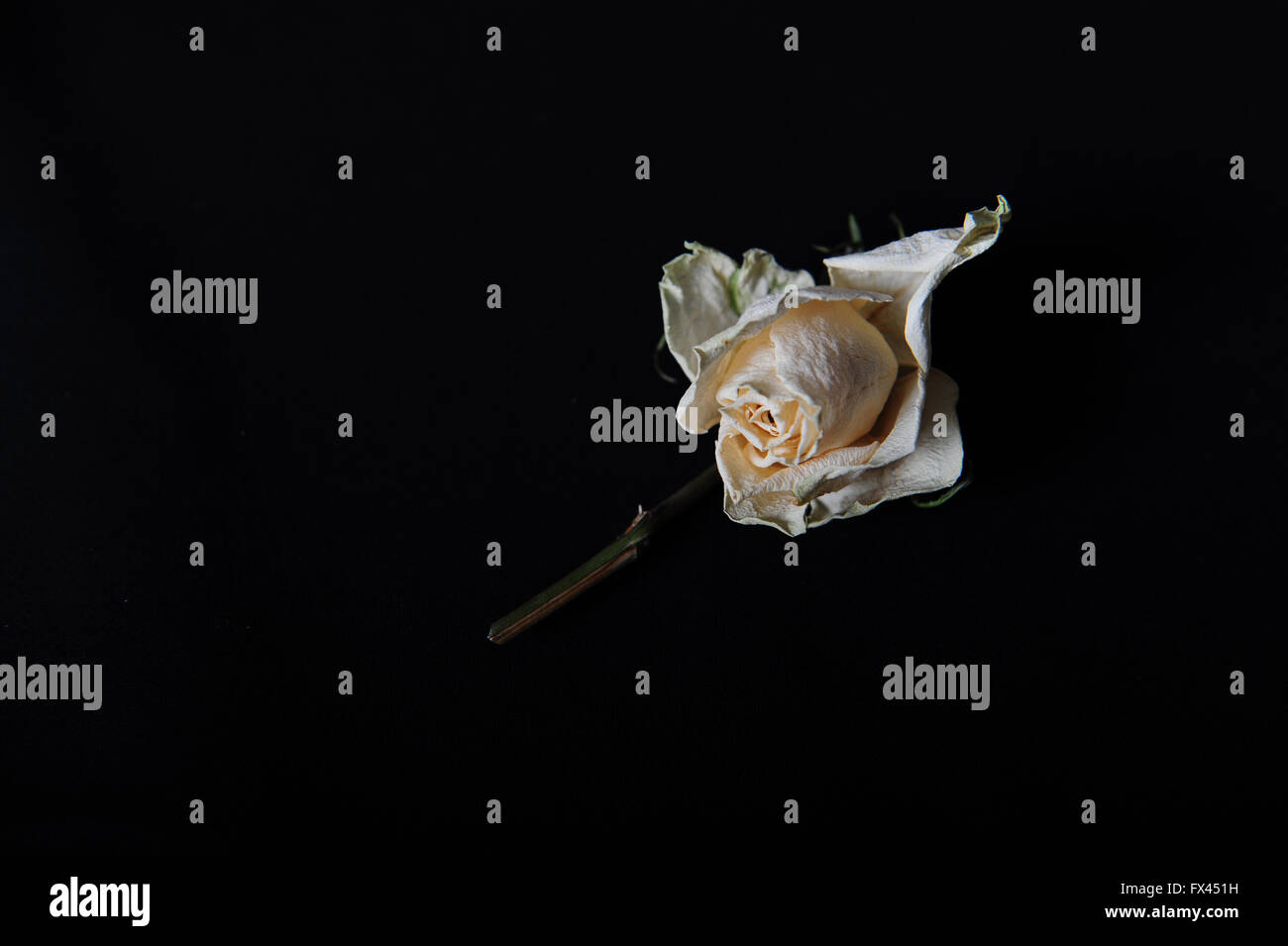 Single faded pale rose on black background Stock Photo - Alamy
