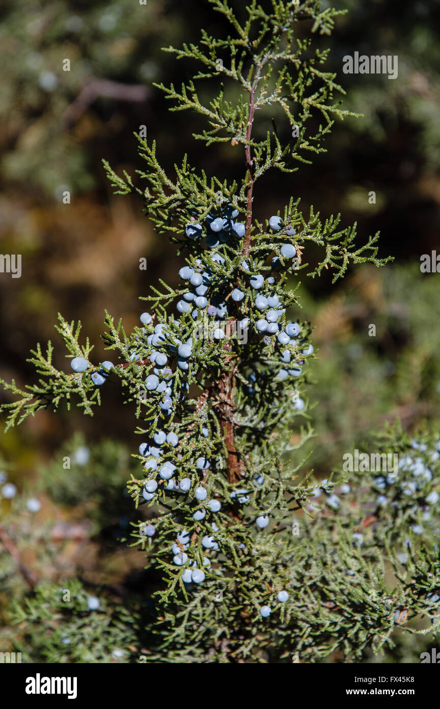 Bend oregon food hi-res stock photography and images - Alamy