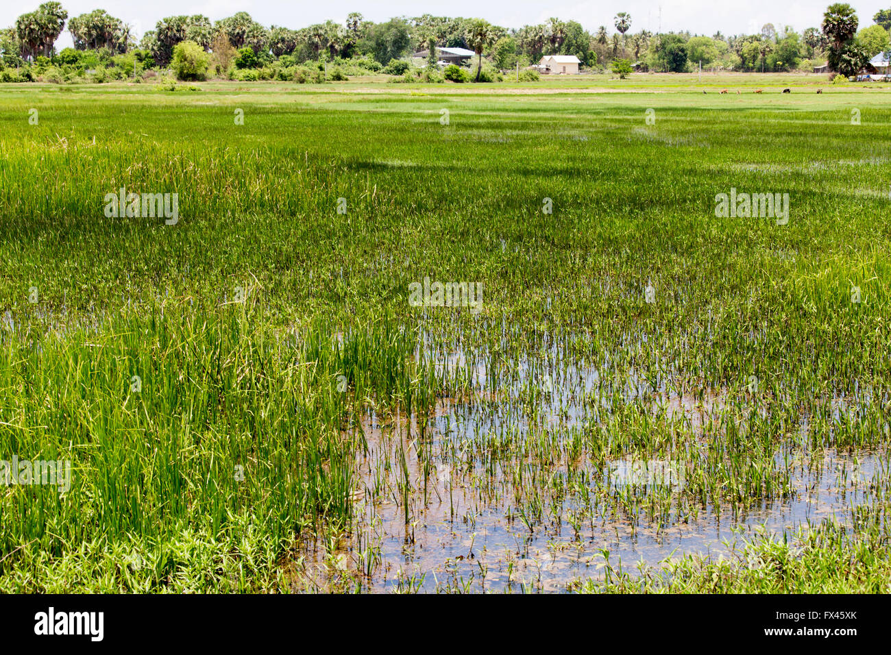Rice field in Cambodia Stock Photo - Alamy