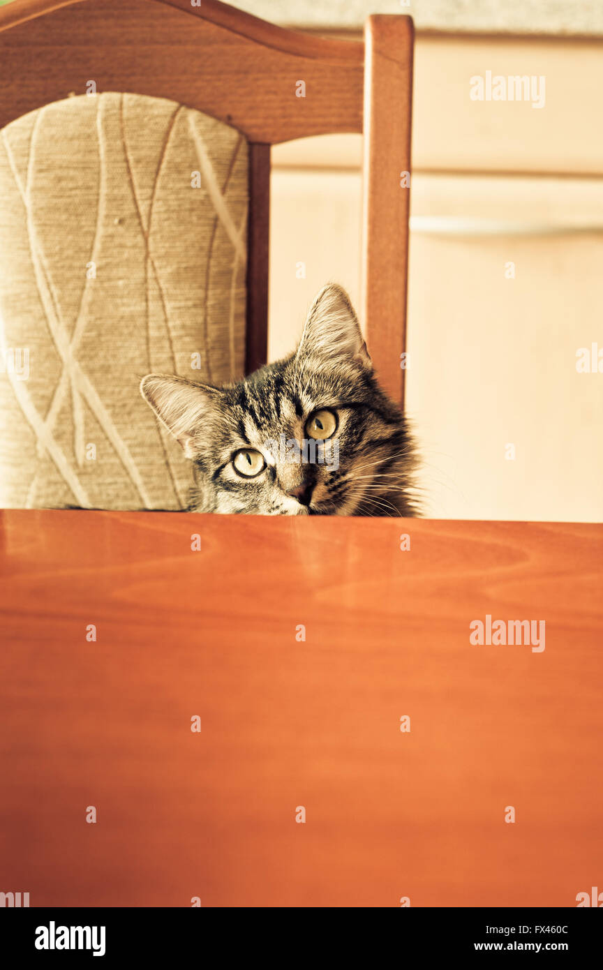 Cat On The Table High Resolution Stock Photography and Images - Alamy