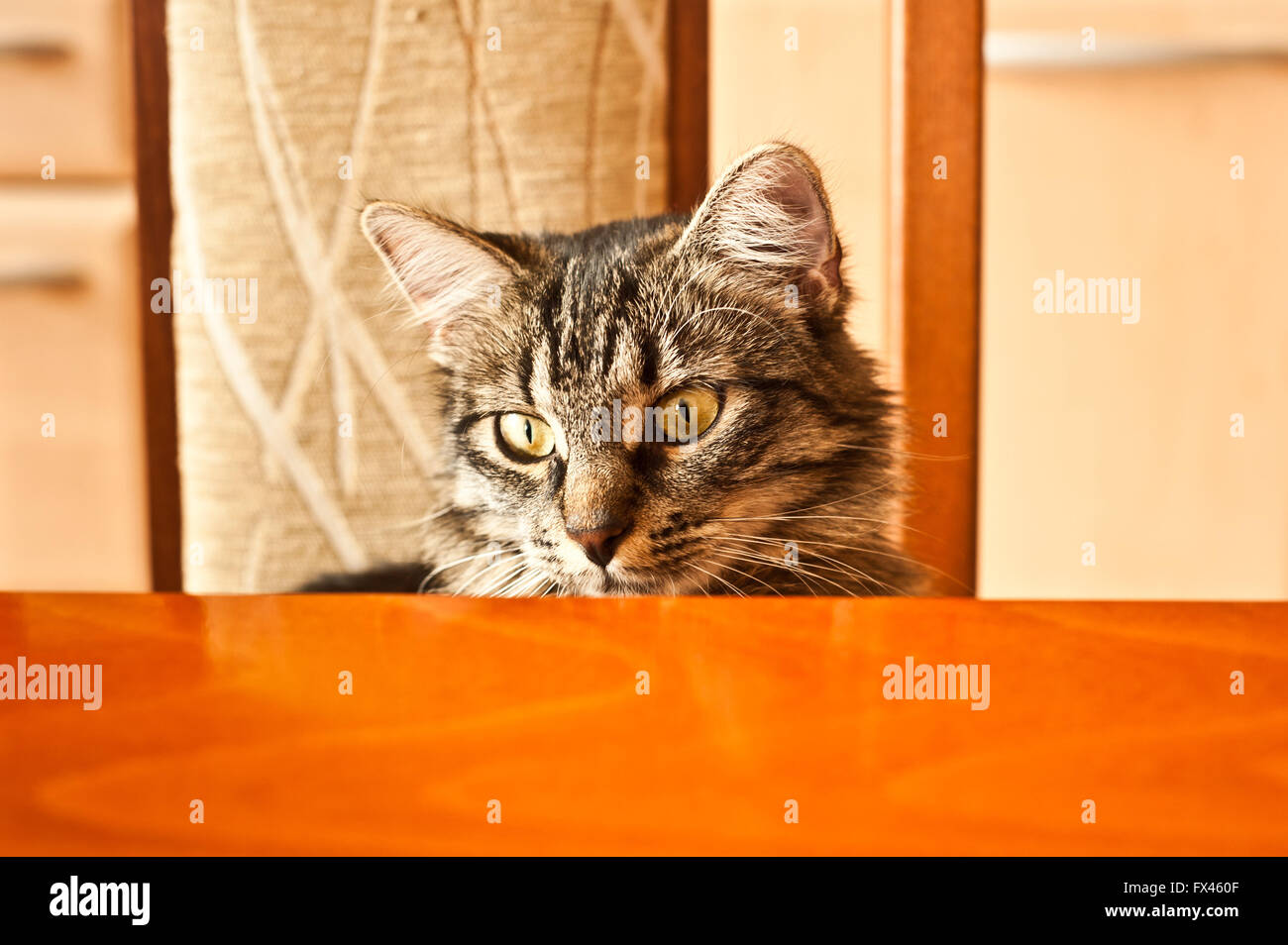 Cat On The Table High Resolution Stock Photography and Images - Alamy