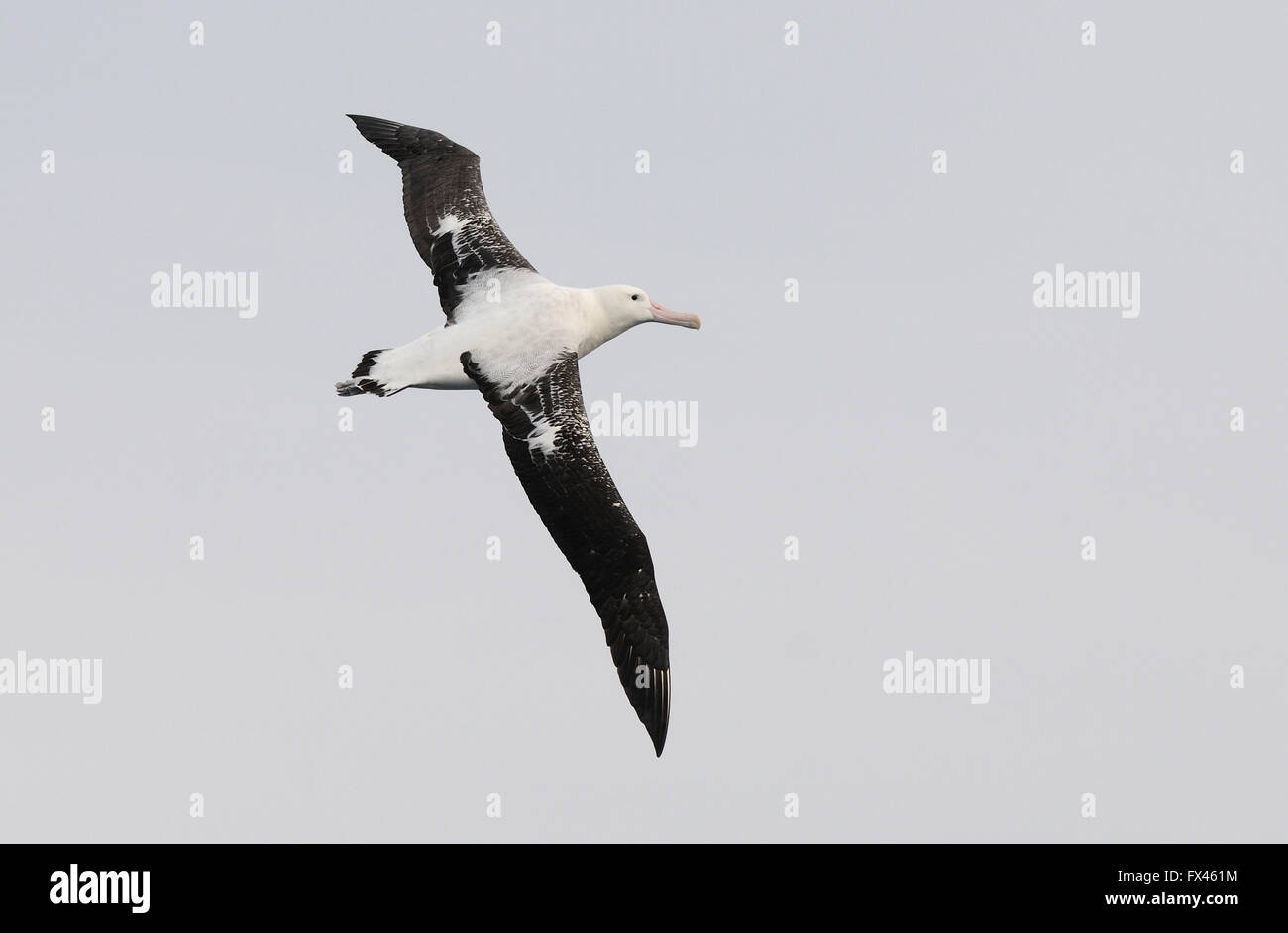 Flying wandering albatross hi-res stock photography and images - Alamy