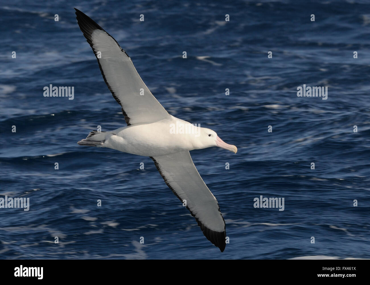 A Wandering Albatross (Diomedea exulans) in flight. Southern Ocean ...