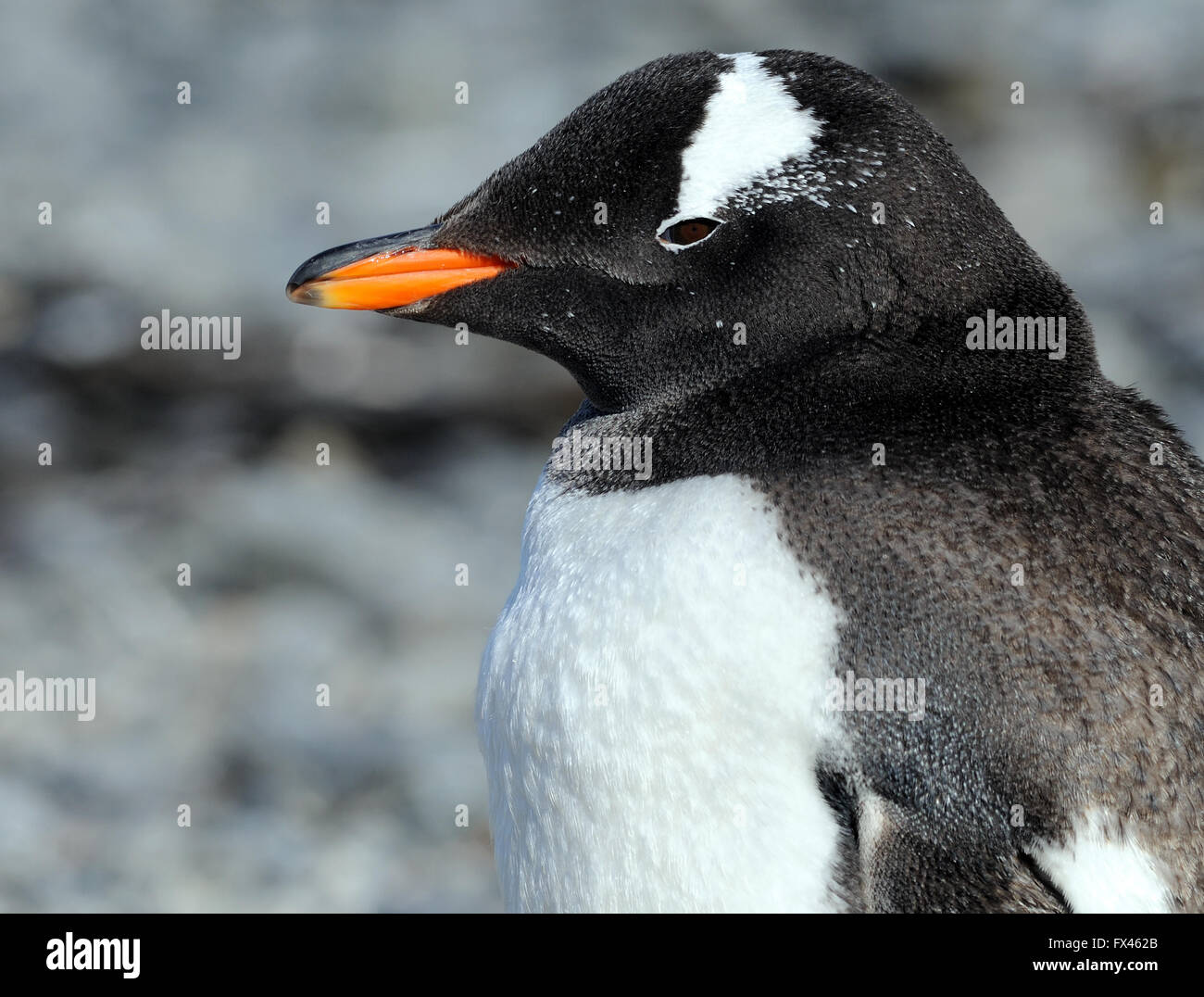 Georgia black sea bird hi-res stock photography and images - Alamy