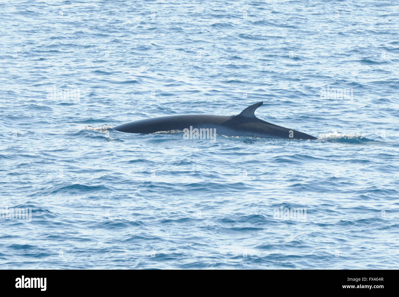 The back and dorsal fin of an Antarctic Minke Whale (Balaenoptera ...