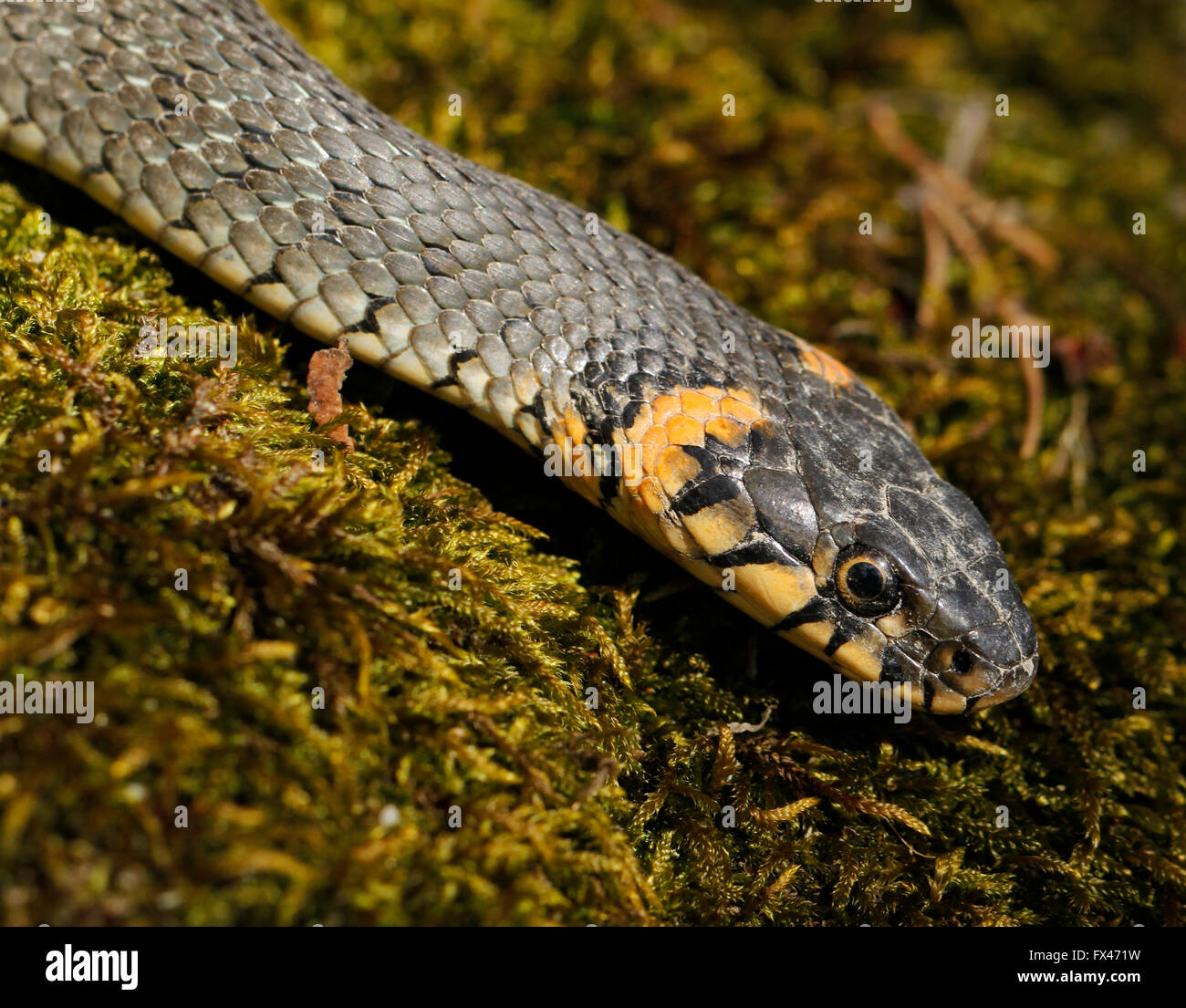 Grass snake (Natrix natrix) on green moss in Finland Stock Photo - Alamy