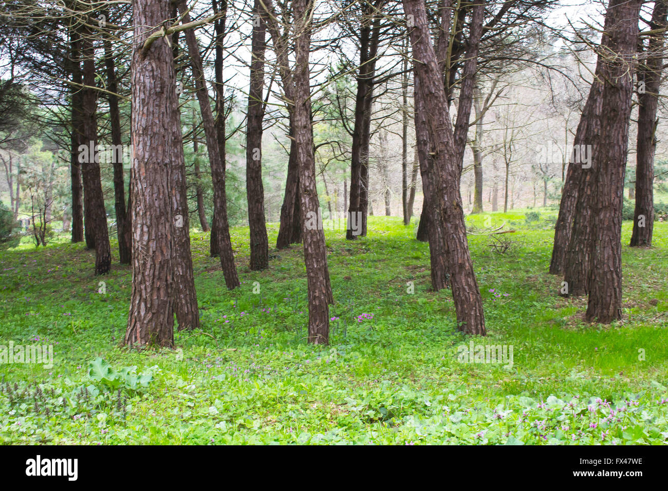 Forest view at park in Istanbul Stock Photo - Alamy